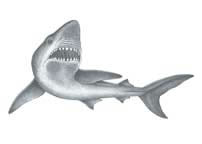 Jaws Tattoo – Tattoo for a week